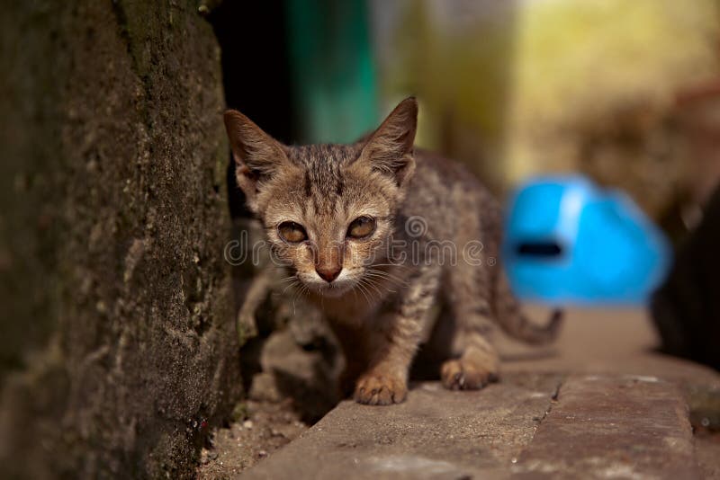 A Small Kitten on the Street Stock Image - Image of baby, cute: 23130667