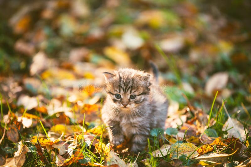 A Small Kitten Walks on Fallen Leaves Stock Image - Image of breed ...