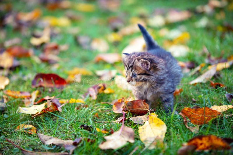 A Small Kitten Walks on Fallen Leaves Stock Image - Image of cute ...