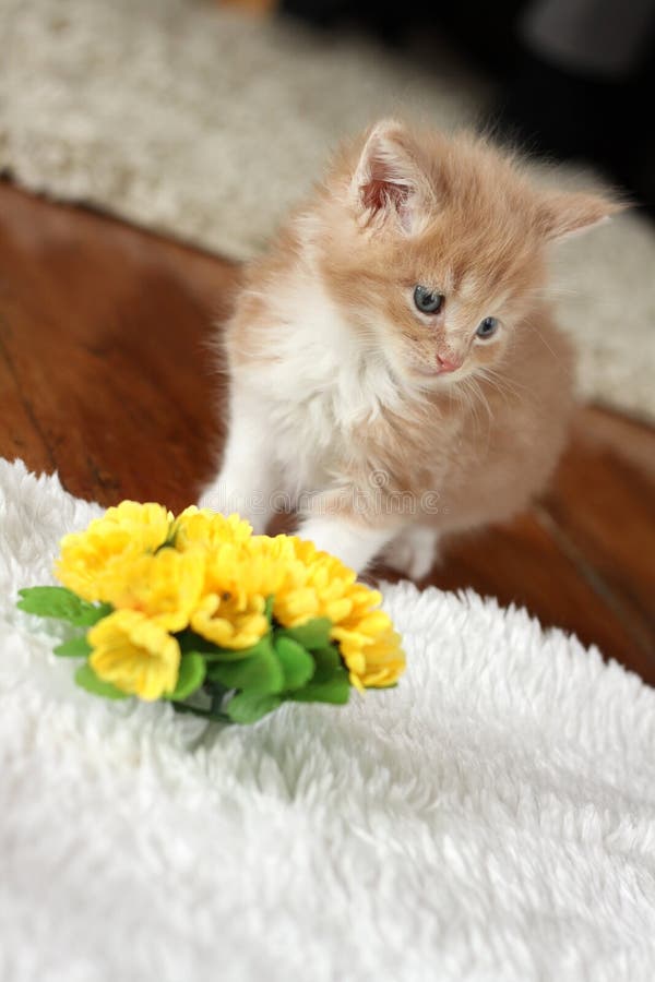 Small Kitten with Yellow Flowers Stock Image - Image of nice, playing ...