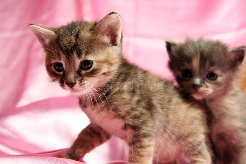 Small kittens on pink stock photo. Image of fluffy, cute - 7239264