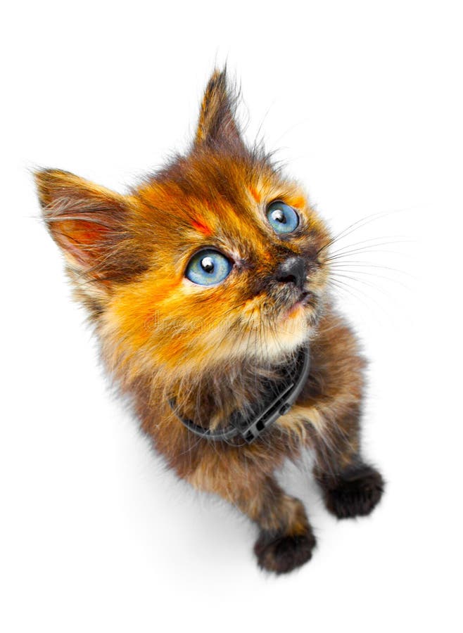 211,109 Small Kitty Stock Photos - Free & Royalty-Free Stock Photos ...