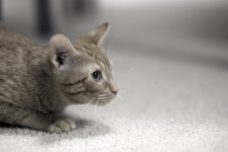Small Kitty stock image. Image of ready, head, catch - 25960245