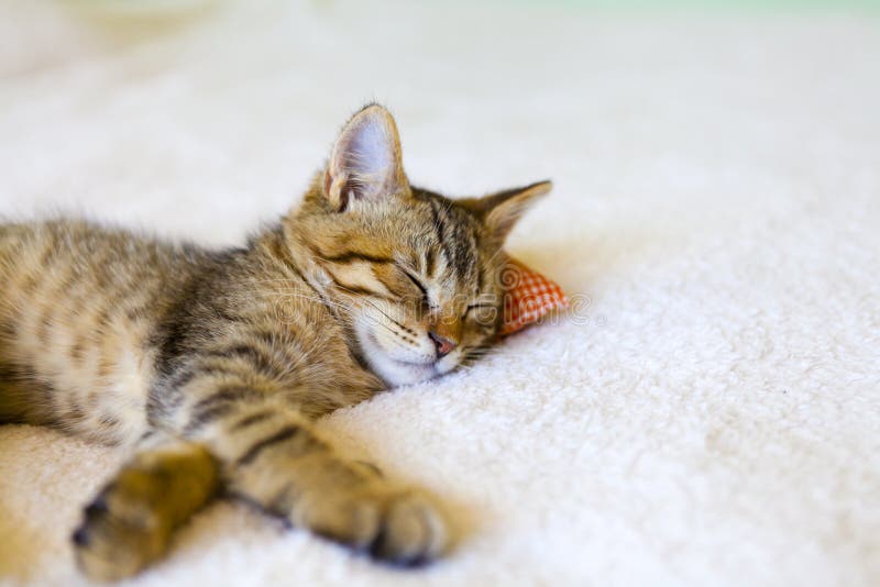 Small Kitty stock photo. Image of portrait, charming - 26179688