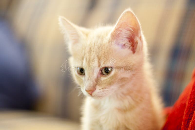 Small Kitty stock photo. Image of portrait, charming - 26179688