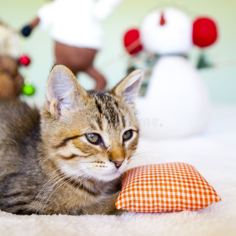 Small Kitty stock image. Image of animals, feline, beautiful - 26394645