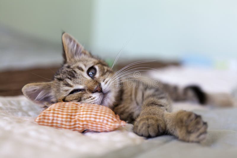 Small Kitty stock photo. Image of portrait, charming - 26179688