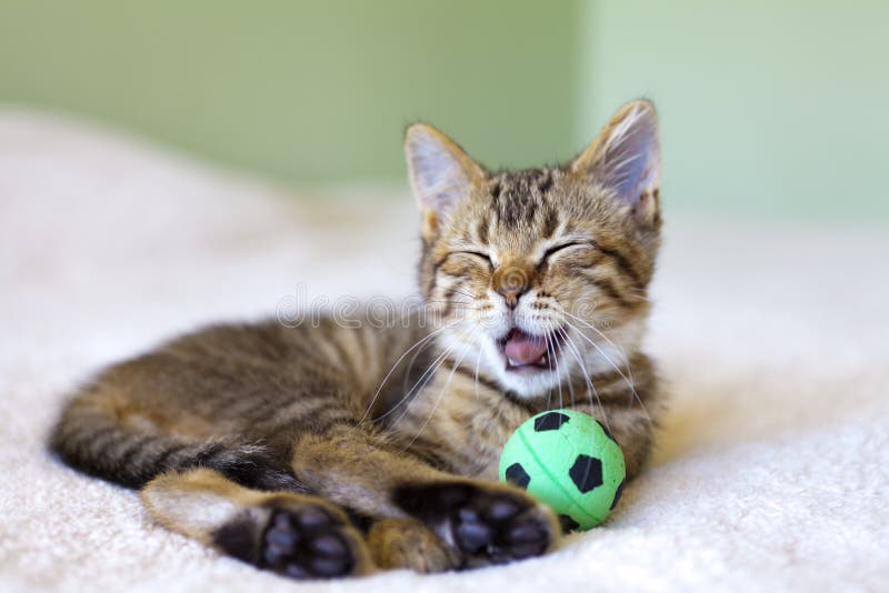 Small Kitty stock photo. Image of portrait, charming - 26179688