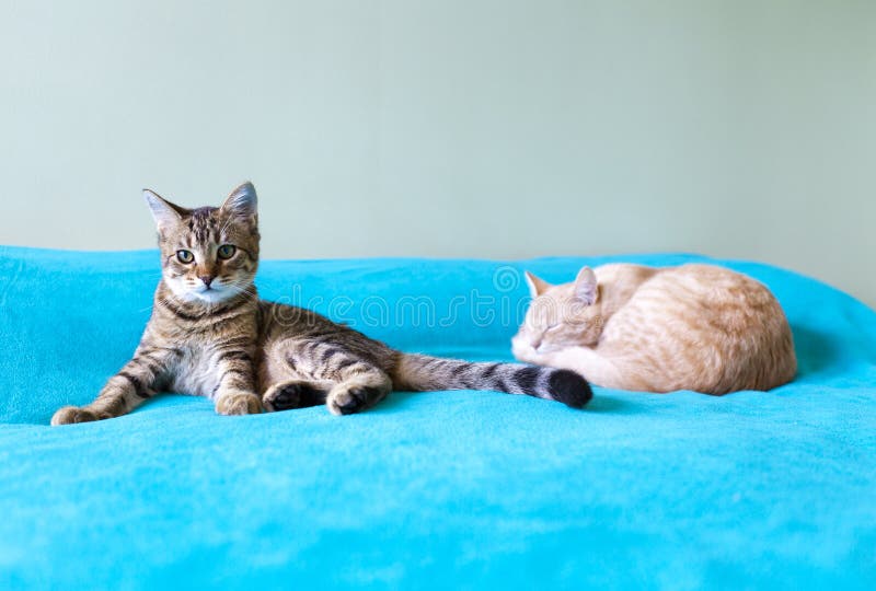 Small Kitty stock image. Image of bedroom, love, baby - 27126121