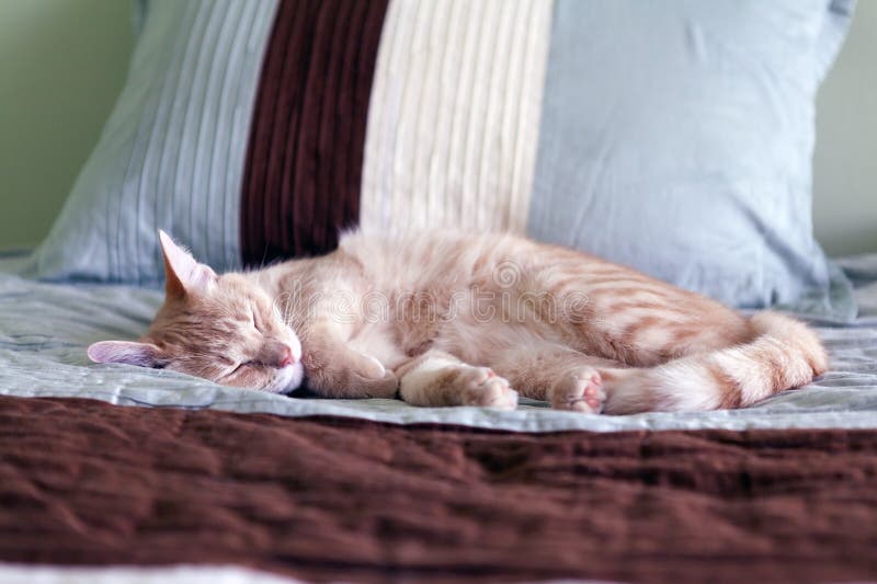 Small Kitty stock photo. Image of kitty, home, bedding - 27319738