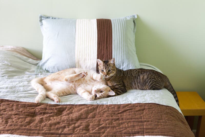 Small Kitty stock image. Image of animal, bedroom, funny - 27319743