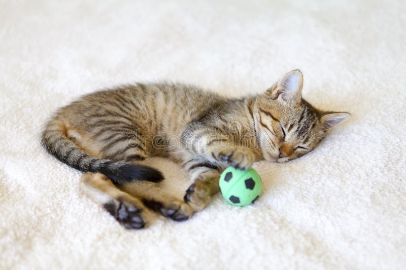 Small Kitty stock image. Image of beauty, lovely, decor - 27319993