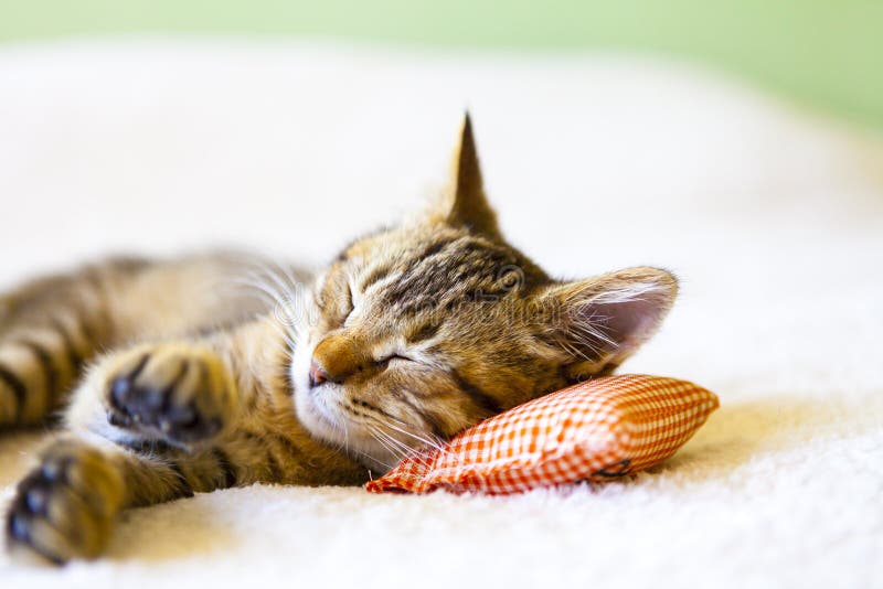 Small Kitty stock photo. Image of portrait, charming - 26179688