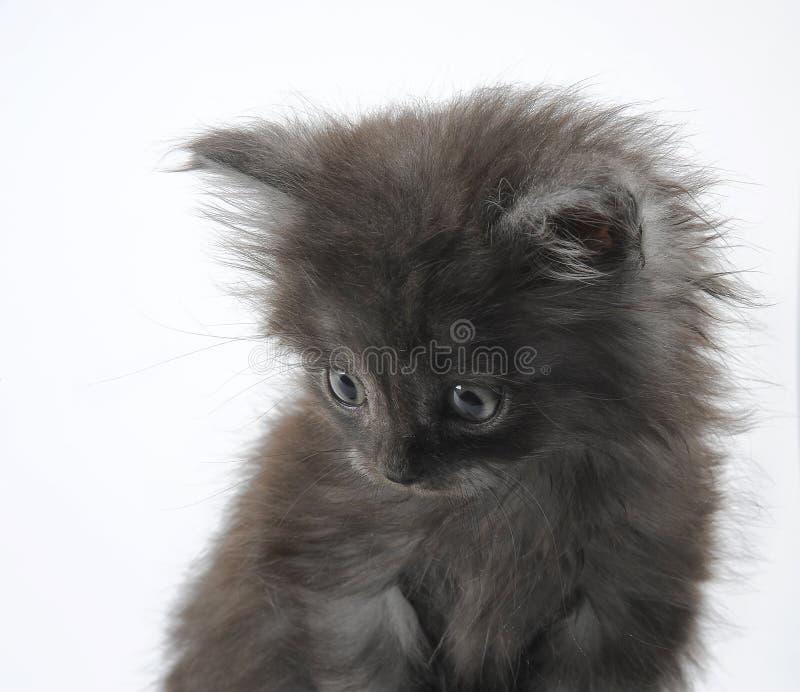 Small Kitty Picture. Image: 9689307