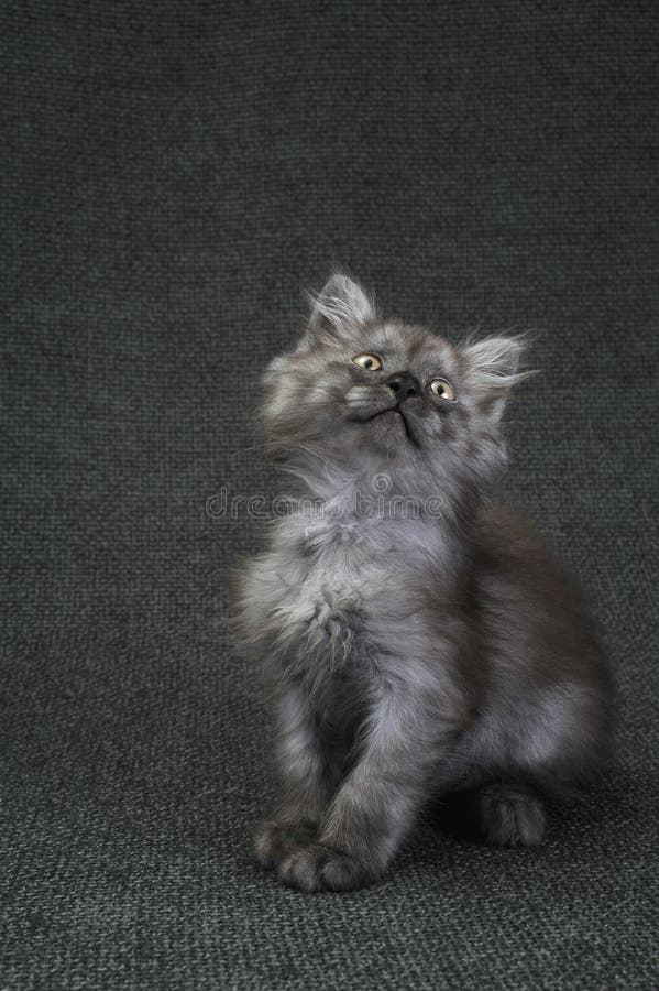 Small Kitty Picture. Image: 9968099