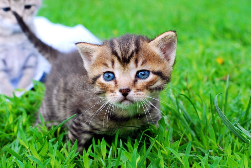 Small kitty with blue eyes stock image. Image of summer - 29616843