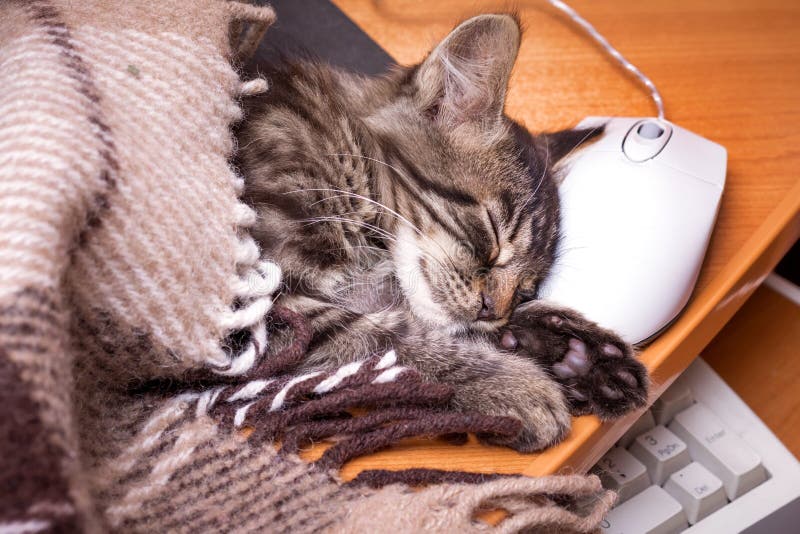 A Small Kitty Covered with a Blanket Sleeping Near a Computer Mo Stock ...