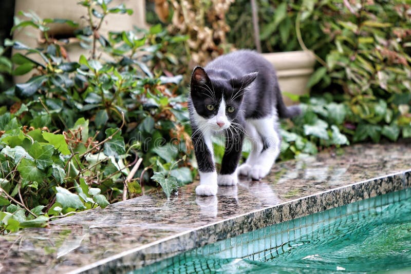 Small Kitty on the Edge of Swiming Pool Stock Image - Image of young ...