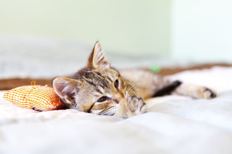 Small Kitty stock image. Image of puss, relax, background - 31764855