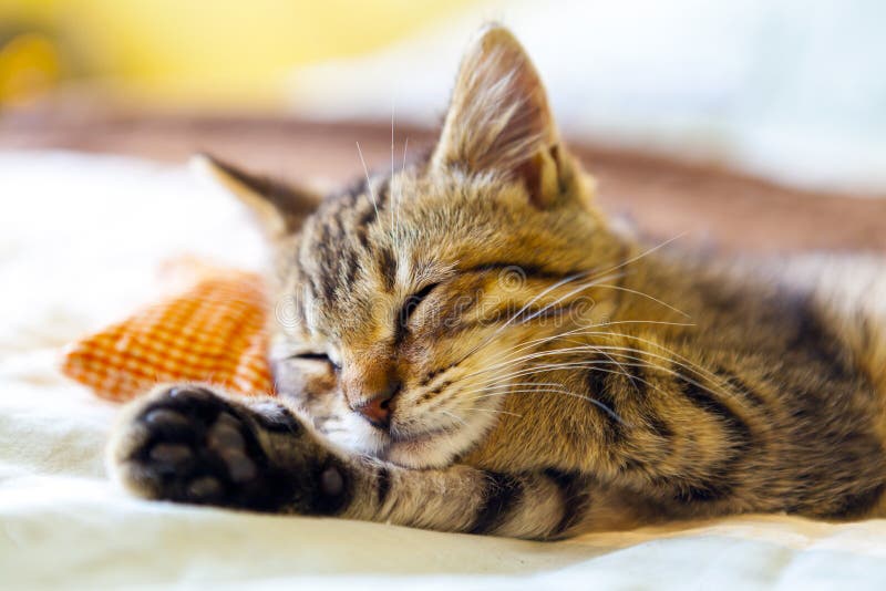 Small Kitty stock photo. Image of portrait, charming - 26179688