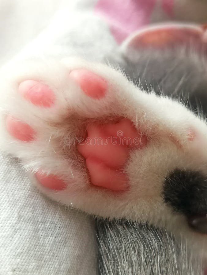 Small Kitty & X27;s White Paw with Rose Pads Stock Image - Image of ...