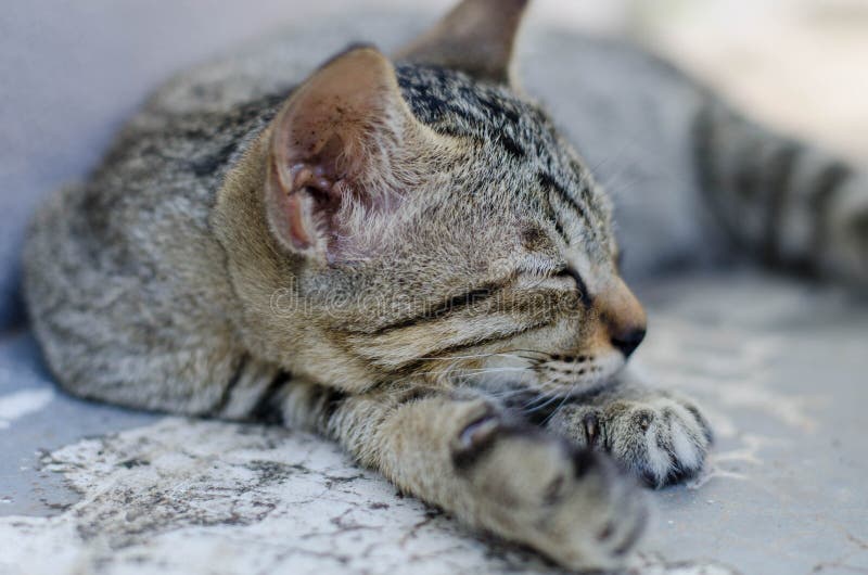 Small Kitty sleep stock photo. Image of feline, british - 59290352