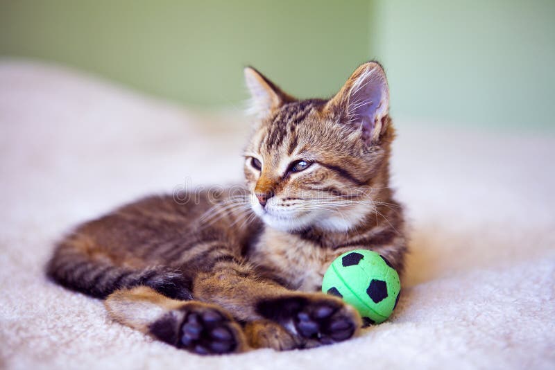 Small Kitty stock photo. Image of kind, football, dreams - 33513454