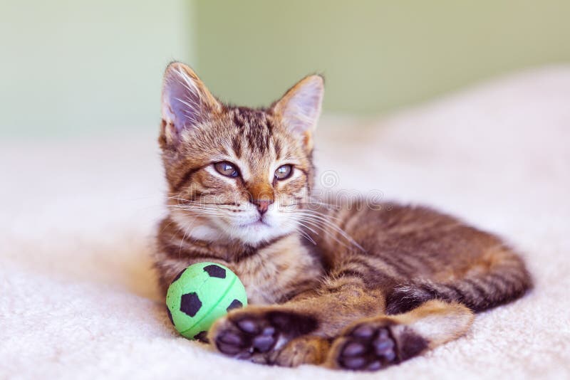 Small Kitty stock photo. Image of puss, beautiful, pretty - 30542422