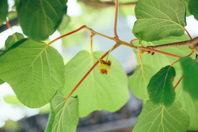 A Small Kiwi Fruit on the Branches of a Tree among the Leaves. Stock ...