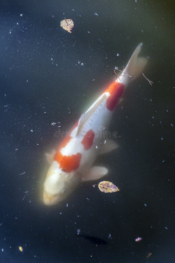 A Small Koi in Cloudy Water Stock Photo - Image of asian, animal: 109046326