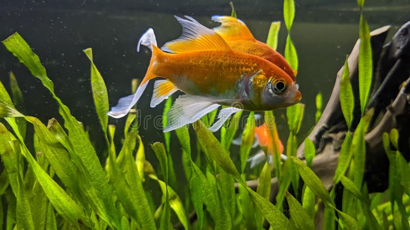 1,271 Small Koi Fish Stock Photos - Free & Royalty-Free Stock Photos ...