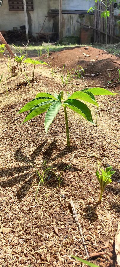 Small konjac stock photo. Image of grow, ground, konjac - 261647250