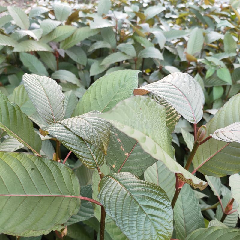 Small Kratom Trees in the Kratom Nursery Stock Photo - Image of plant ...