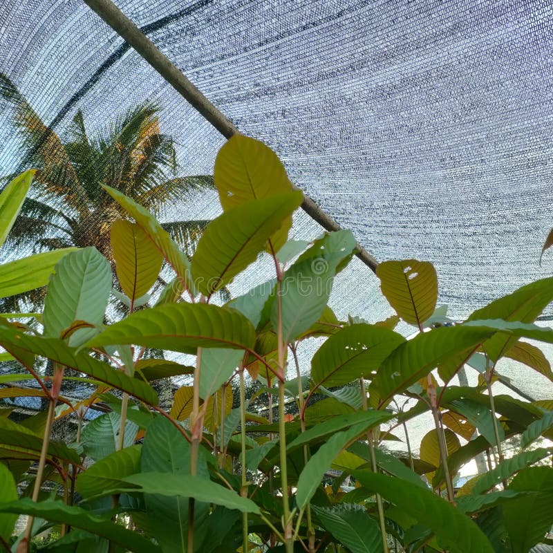 Small Kratom Trees in the Kratom Nursery Stock Photo - Image of energy ...