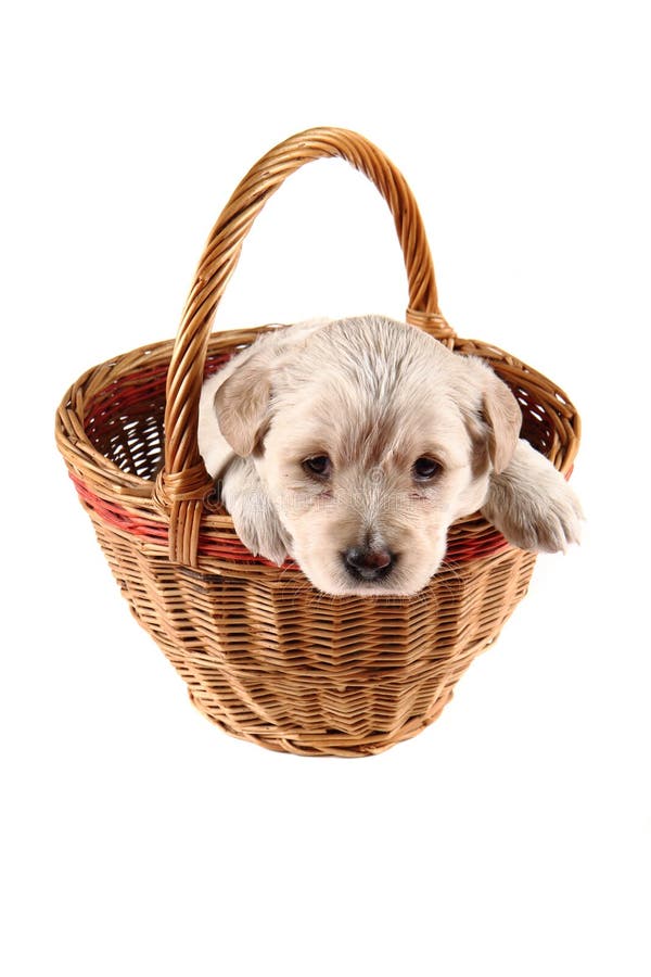 Small Labrador in the Basket Stock Photo - Image of studio, adorable ...
