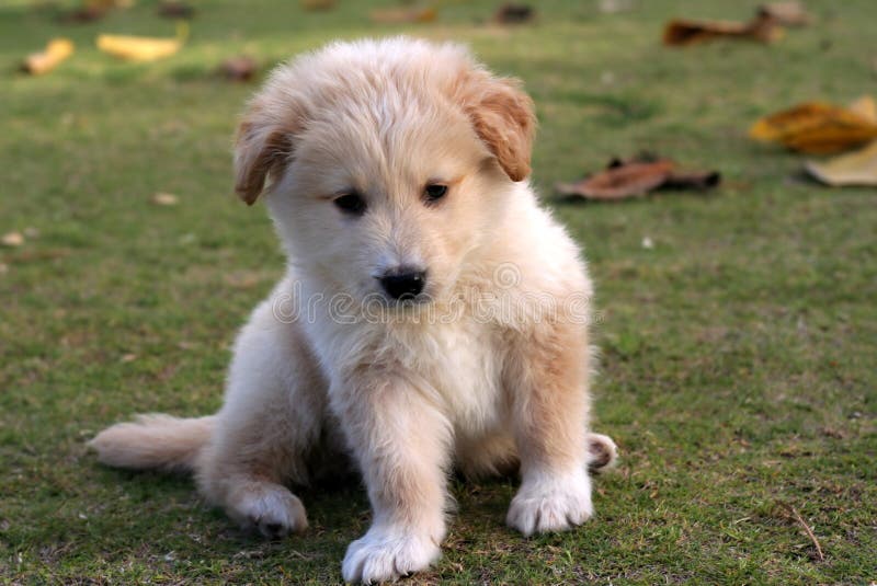 A Small Labrador Retriever Puppy Lies on the Lawn Grass for 2 Months ...