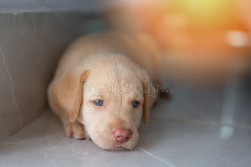 Small Labrador Puppy on Floor Stock Photo - Image of friendship ...