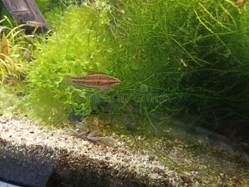 Small Labyrinth Fish in an Aquarium. Stock Image - Image of garden ...
