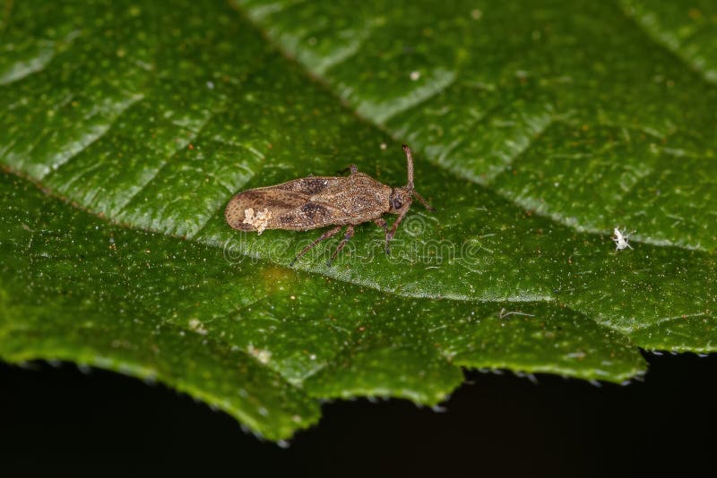 Small Lace Bug stock image. Image of detail, creature - 230701007