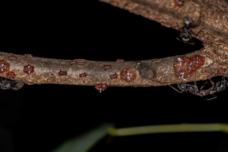 Small Lacquer-producing Mealybugs Stock Image - Image of scale ...