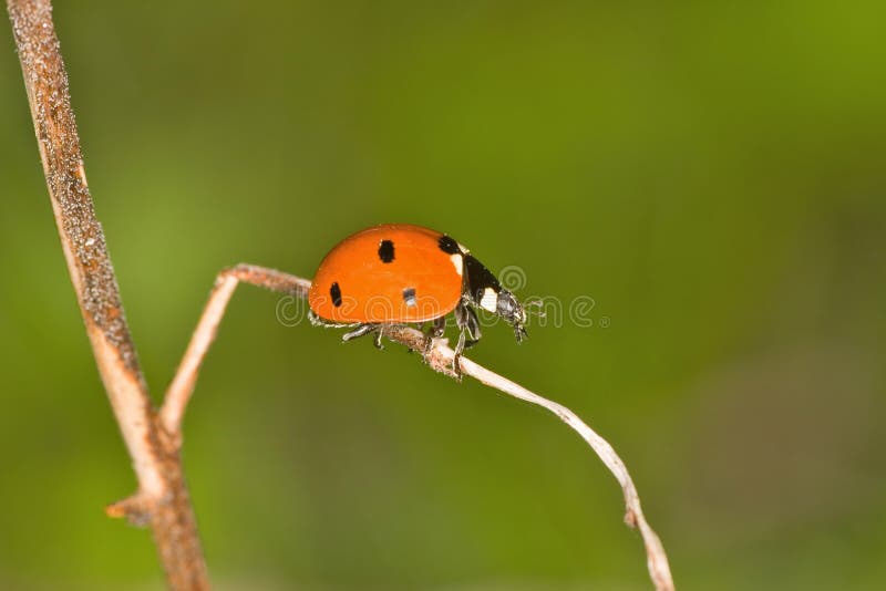 Ladybird Picture. Image: 4231675