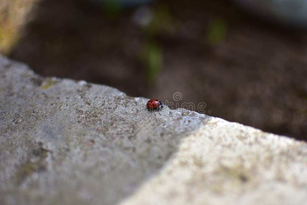 Small Ladybird Lady Bug, Lady Beetle Walking on Concrete Stock Image ...