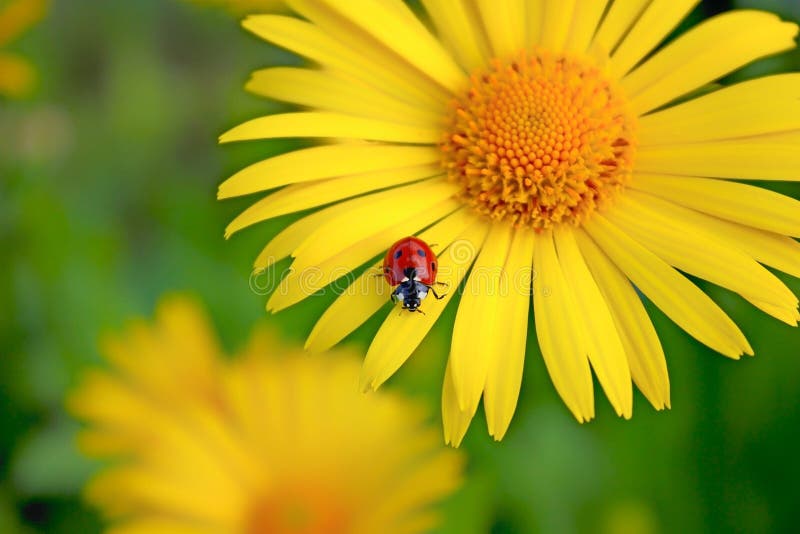 Small ladybug stock photo. Image of flower, petal, small - 18072410