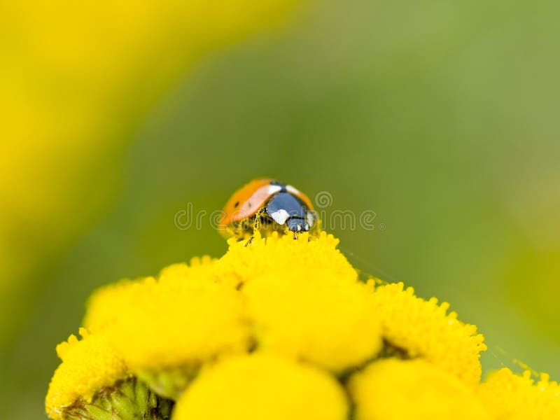 Small ladybug stock photo. Image of purity, natural, grass - 18668036