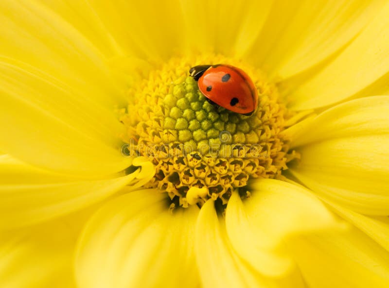 Ladybug on yellow flower stock image. Image of flower - 55366517