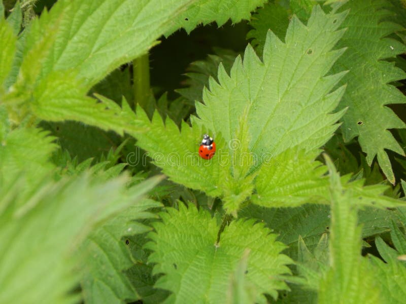 Small Ladybug at the Branch Stock Image - Image of leaf, herb: 220210665
