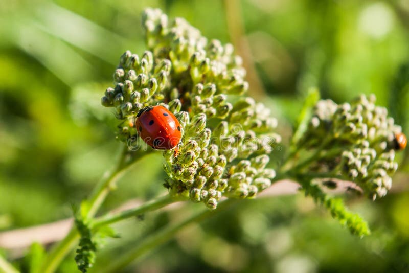 Small ladybug stock image. Image of colors, ground, green - 51049055