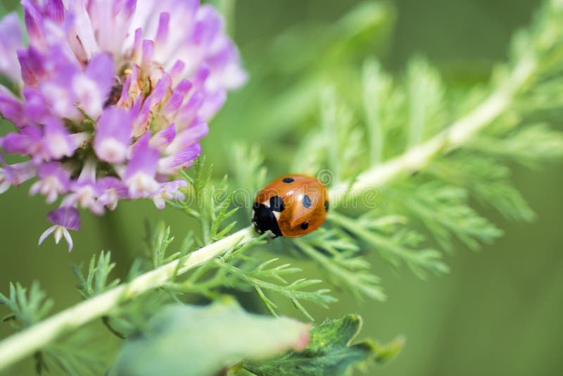Small Ladybug on Green Leaf. Stock Photo - Image of blade, flower ...