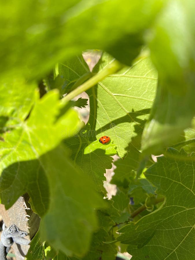Small Ladybug Perched on Top of the Foliage of a Leafy Tree Stock Photo ...