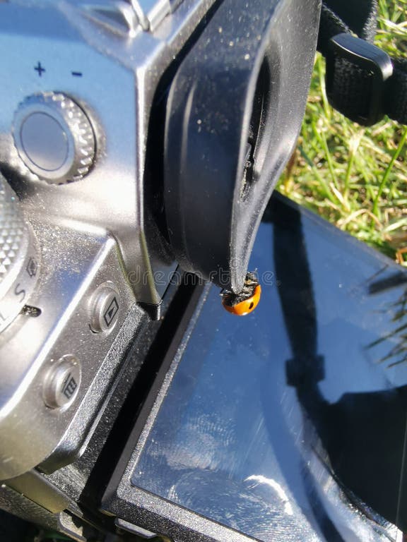 Small Ladybug Sitting on a Dusty Camera in the Sun Stock Photo - Image ...